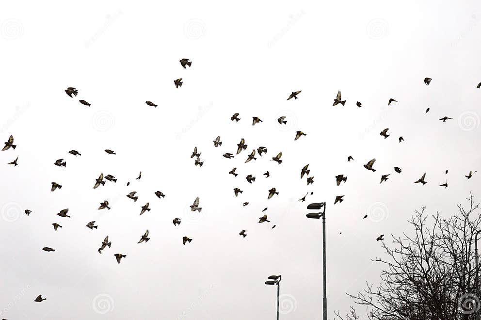 Flock of Small Birds in Flight Stock Photo - Image of small, nature ...