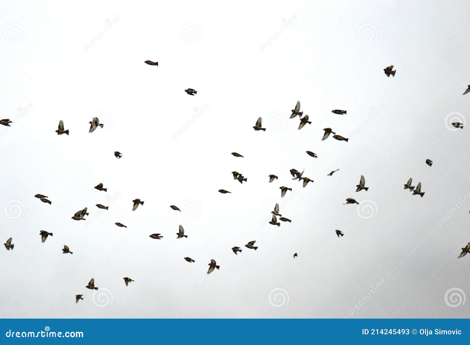 Flock of Small Birds in Flight Stock Image - Image of flock, details ...