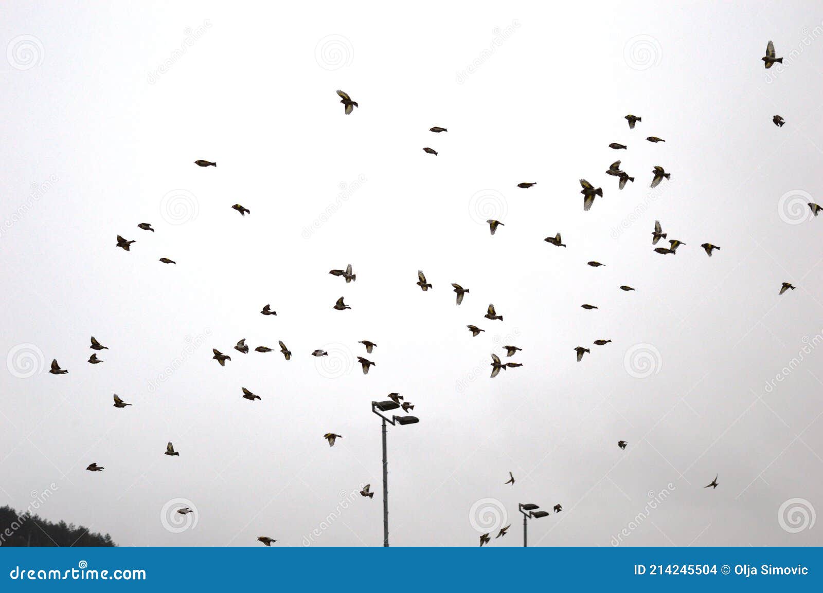 Flock of Small Birds in Flight Stock Photo - Image of wings, spring ...