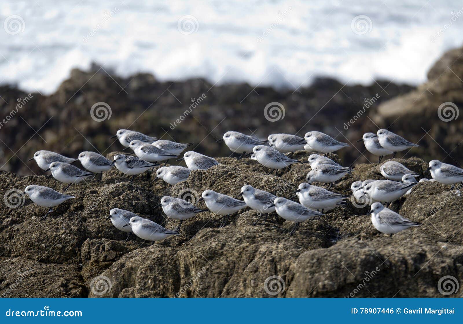 Flock of Small Birds Resting Stock Photo - Image of birds, blue: 78907446