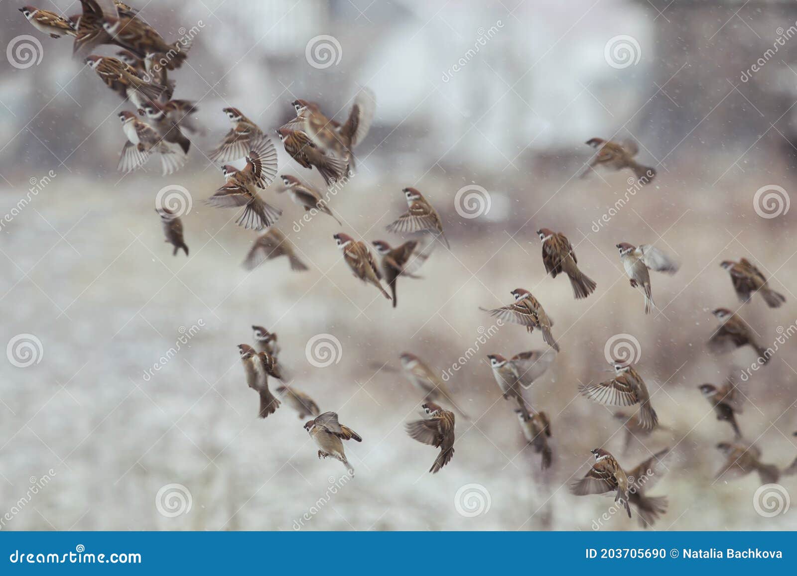 Flock of Birds Sparrows Fly Up into the Sky in the Garden in Winter ...