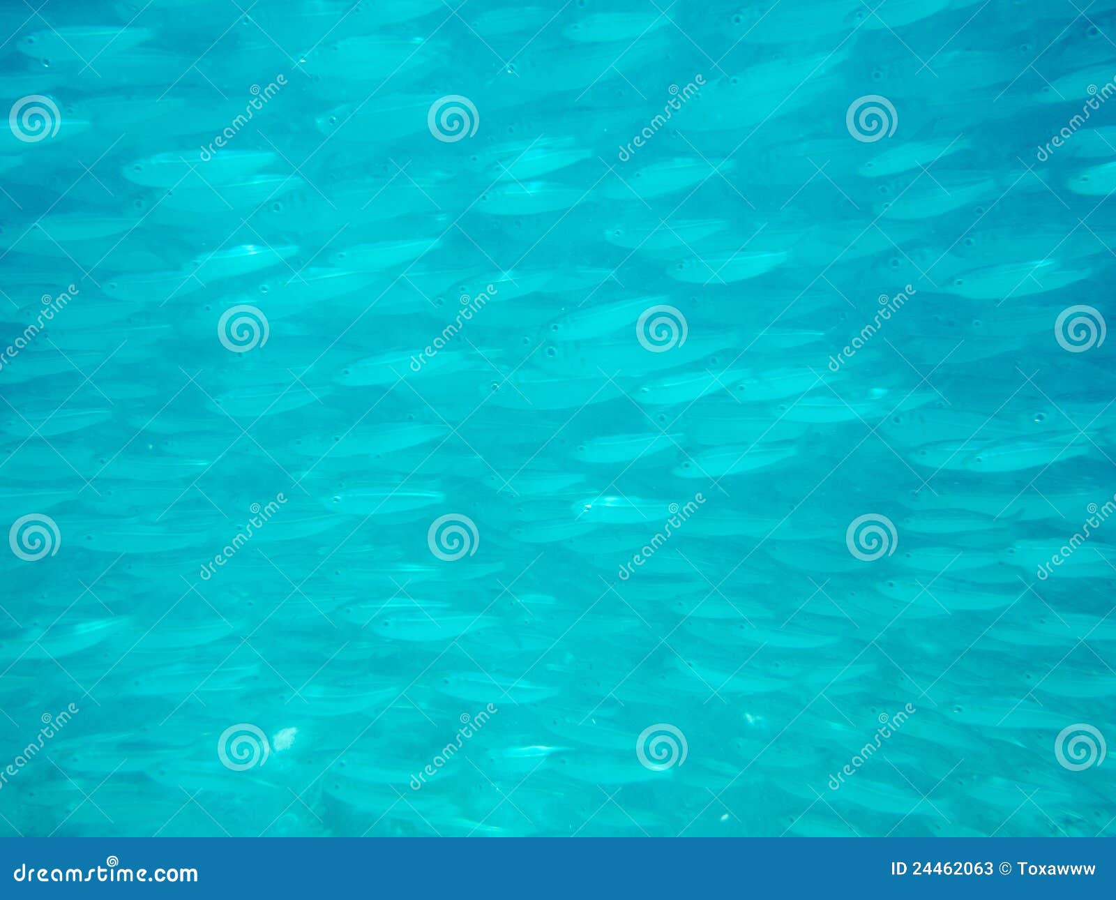 Flock of small fish stock image. Image of swim, alive - 24462063