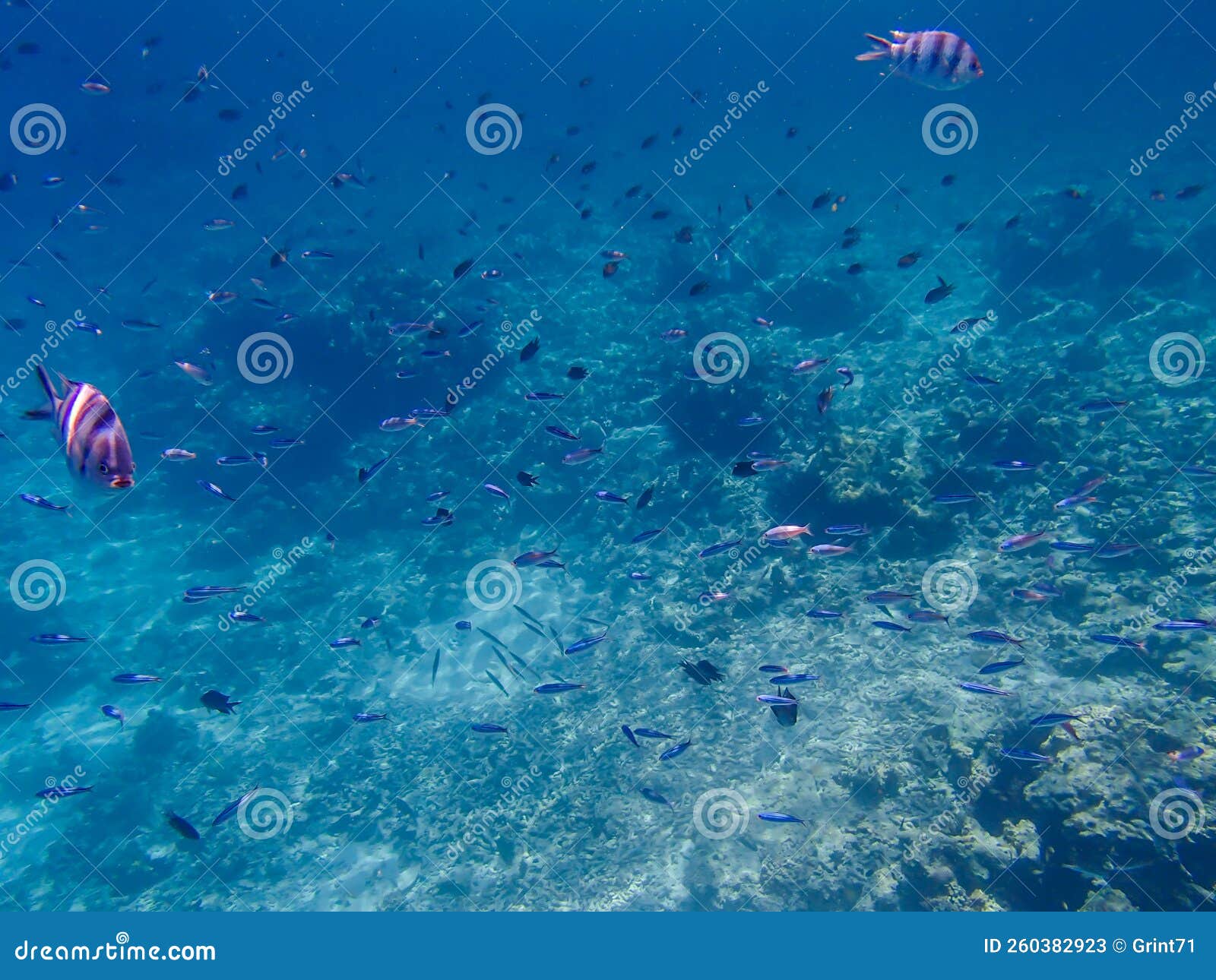 A Flock of Small Fish Under the Water. Blue Sea Background Stock Image ...