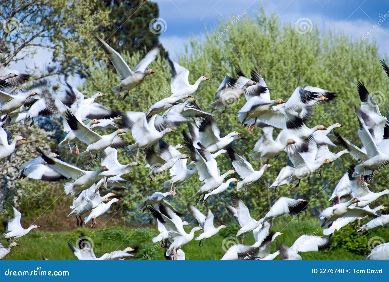 Flock Of Snow Geese Picture. Image: 2276740