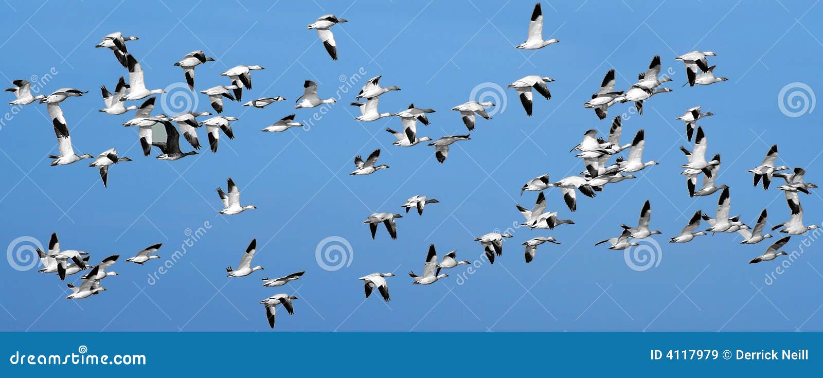 A Flock of Snow Geese stock image. Image of flies, migration - 4117979