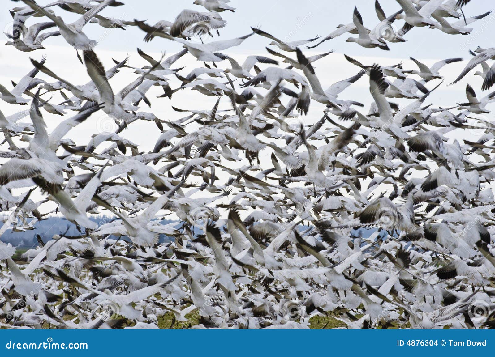 Flock of Snow Geese stock photo. Image of flock, birds - 4876304