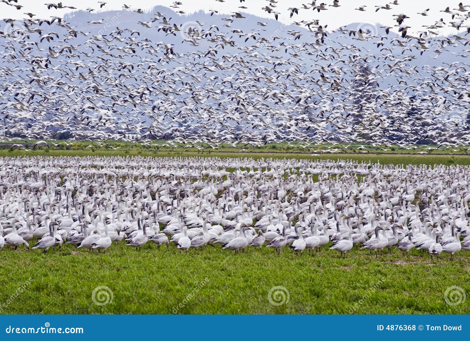 Flock of snow geese stock photo. Image of migratory, nature - 4876368