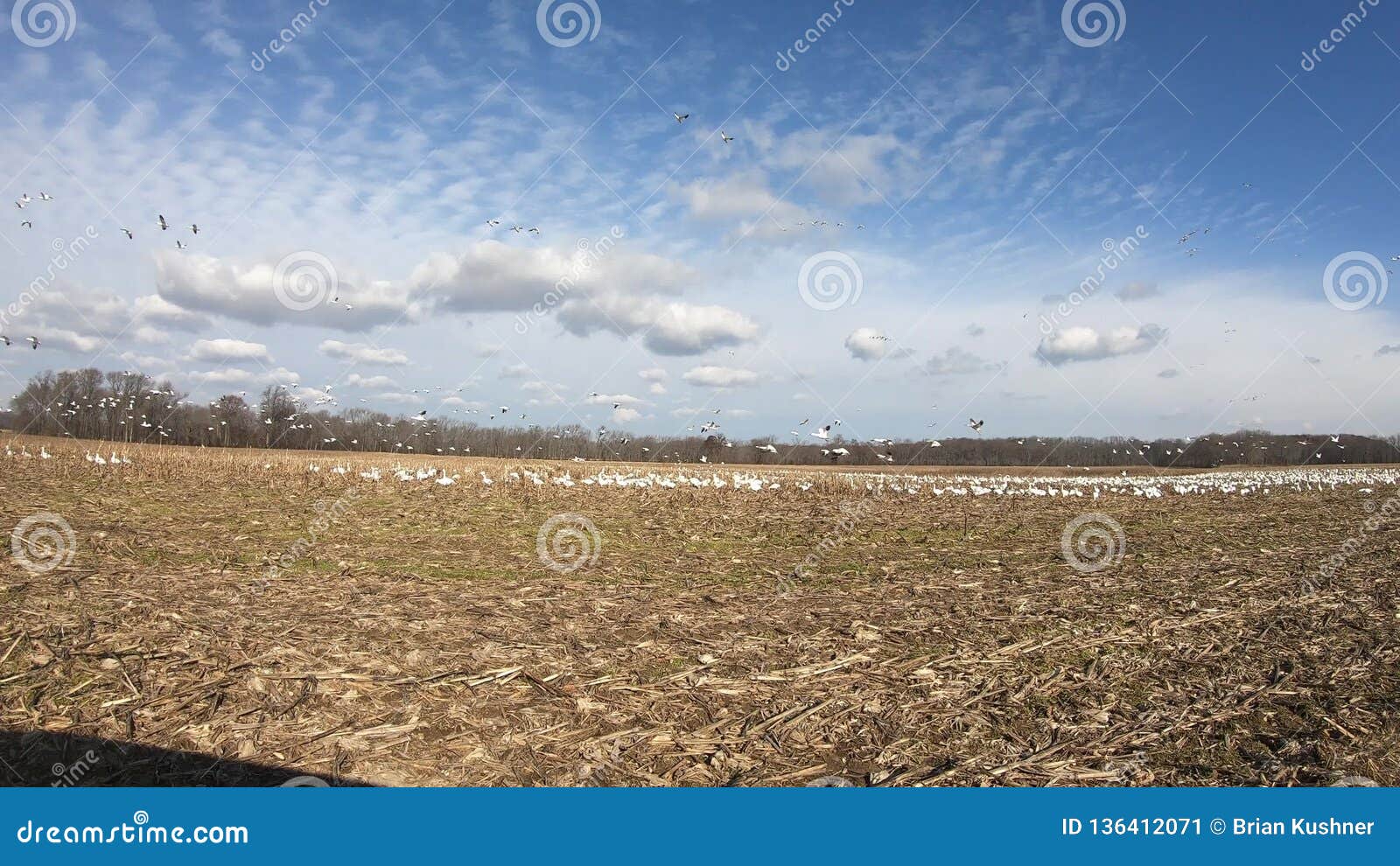 Flock of Snow Geese in Corn Field Stock Video - Video of flying, flock ...