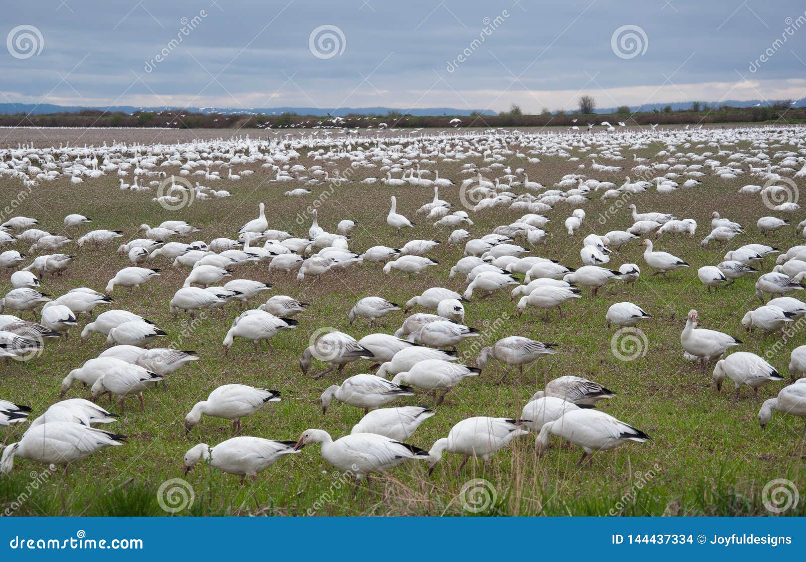 4,858 Flock Snow Geese Stock Photos - Free & Royalty-Free Stock Photos ...