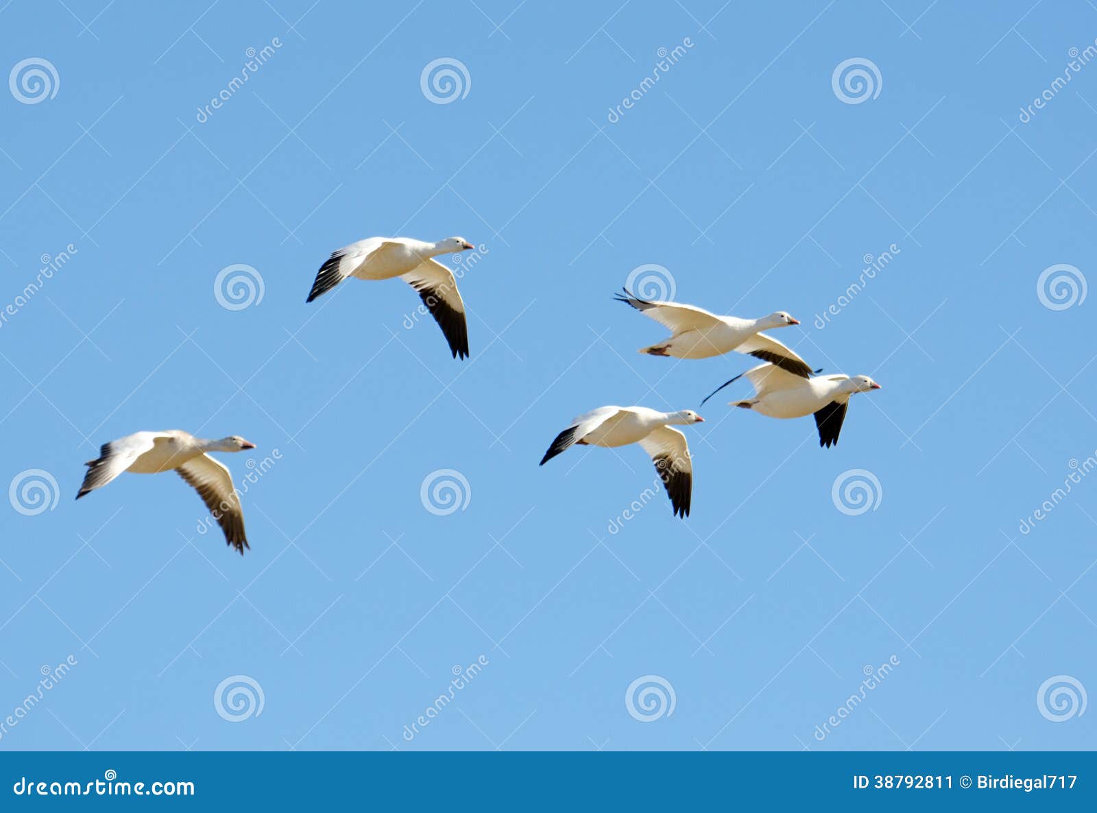Flock of Snow Geese in Flight, Migration Stock Image - Image of snow ...