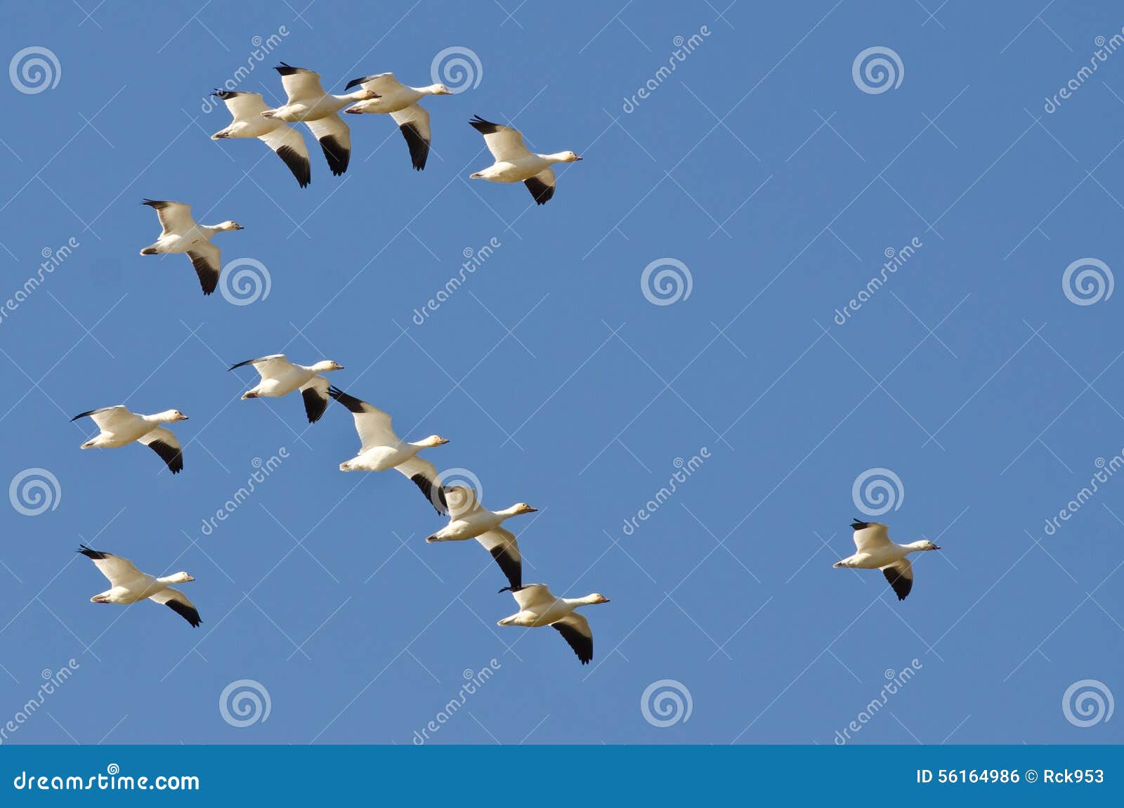 Flock of Snow Geese Flying in a Blue Sky Stock Photo - Image of aquatic ...