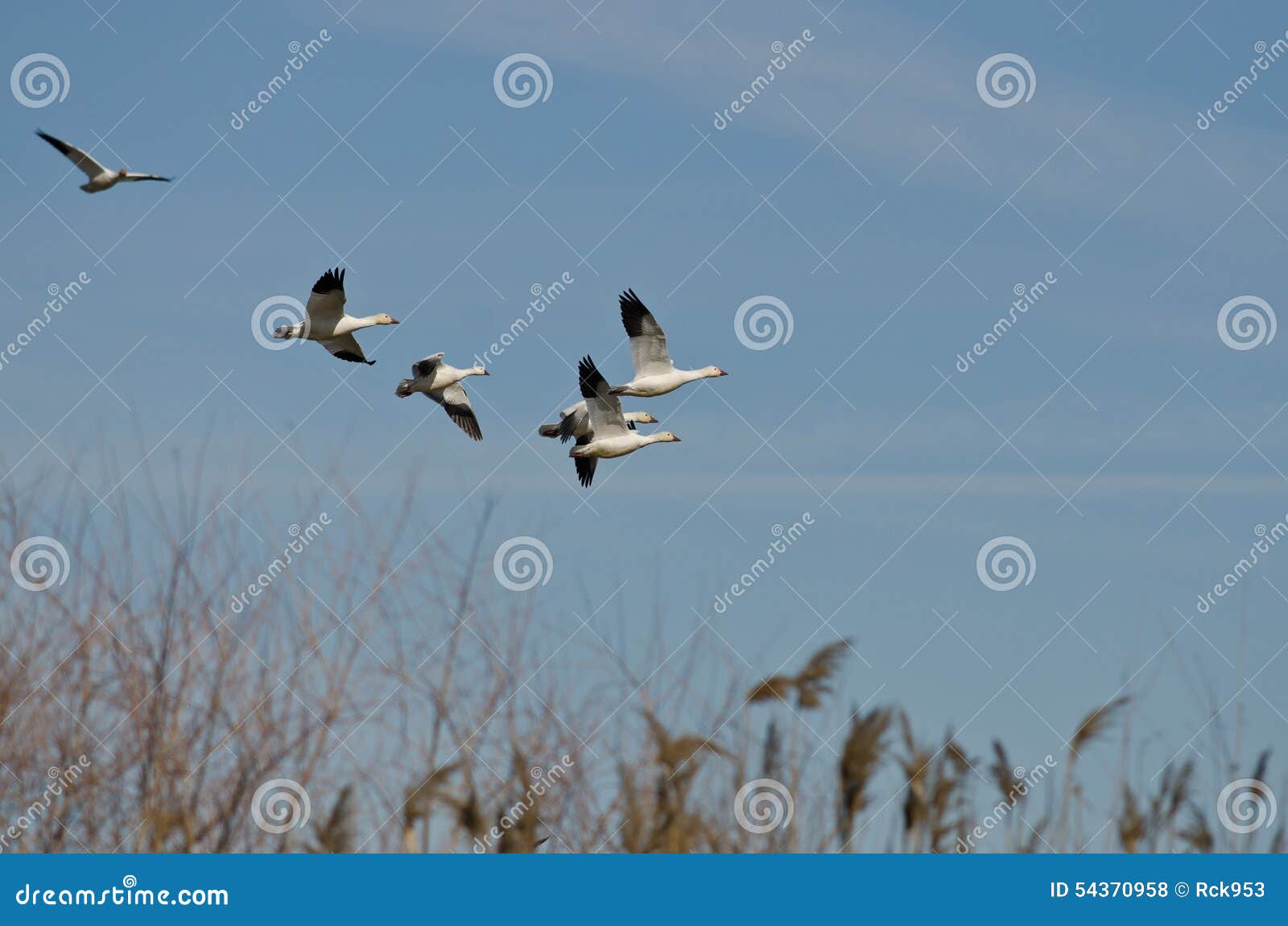 Flock of Snow Geese Flying Over the Marsh Stock Photo - Image of nature ...