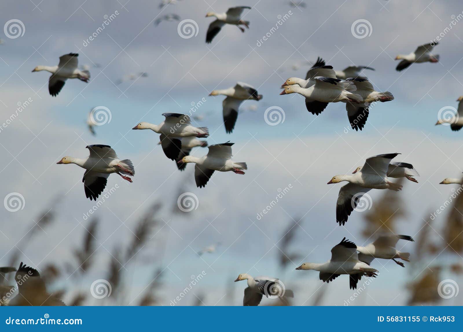 Flock of Snow Geese Landing in the Marsh Stock Image - Image of wild ...