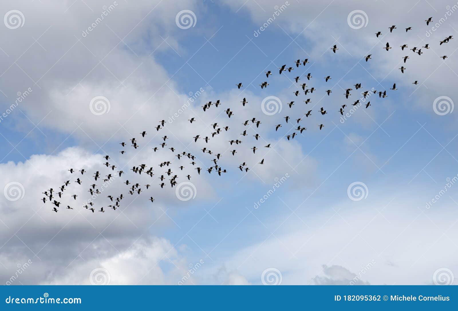 Flock of Snow Geese in Migration Stock Photo - Image of snow, group ...