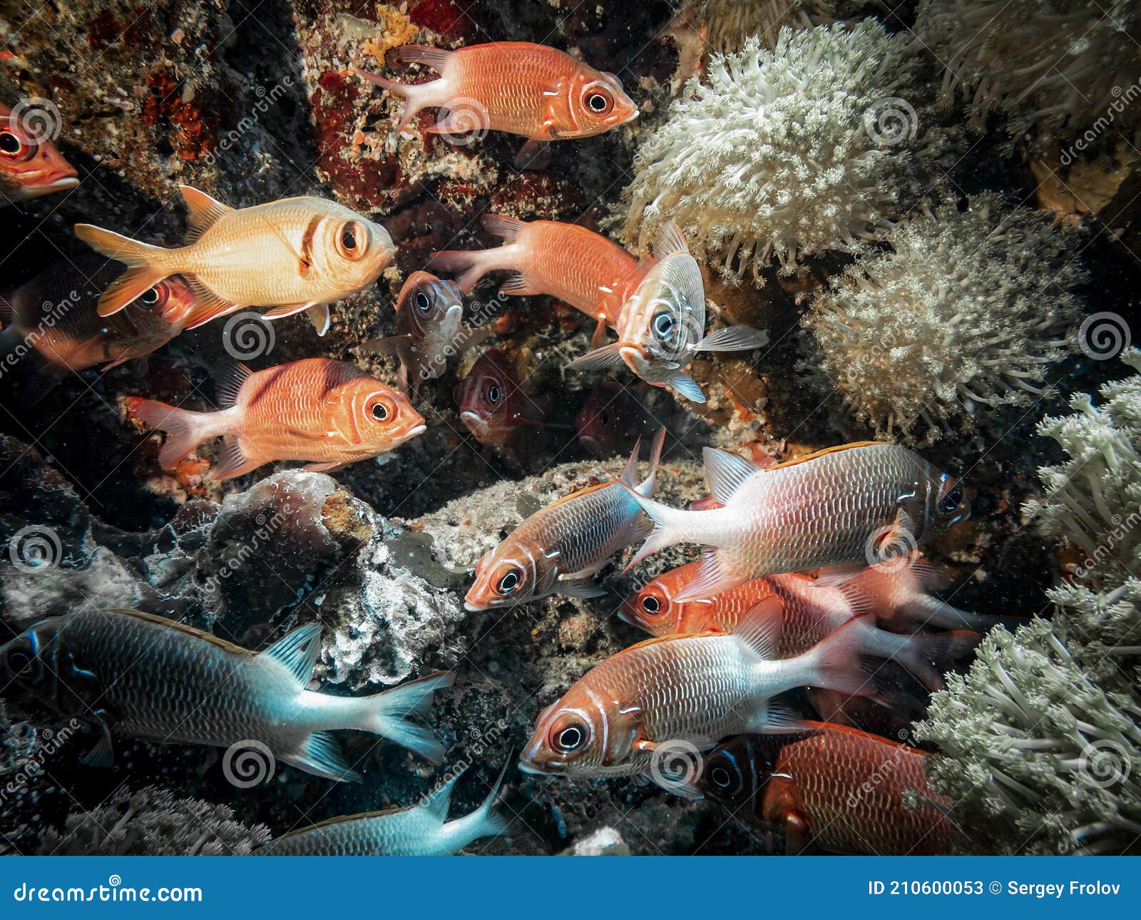 Soldier Fish Swimming In The Aquarium. Stock Photo | CartoonDealer.com ...