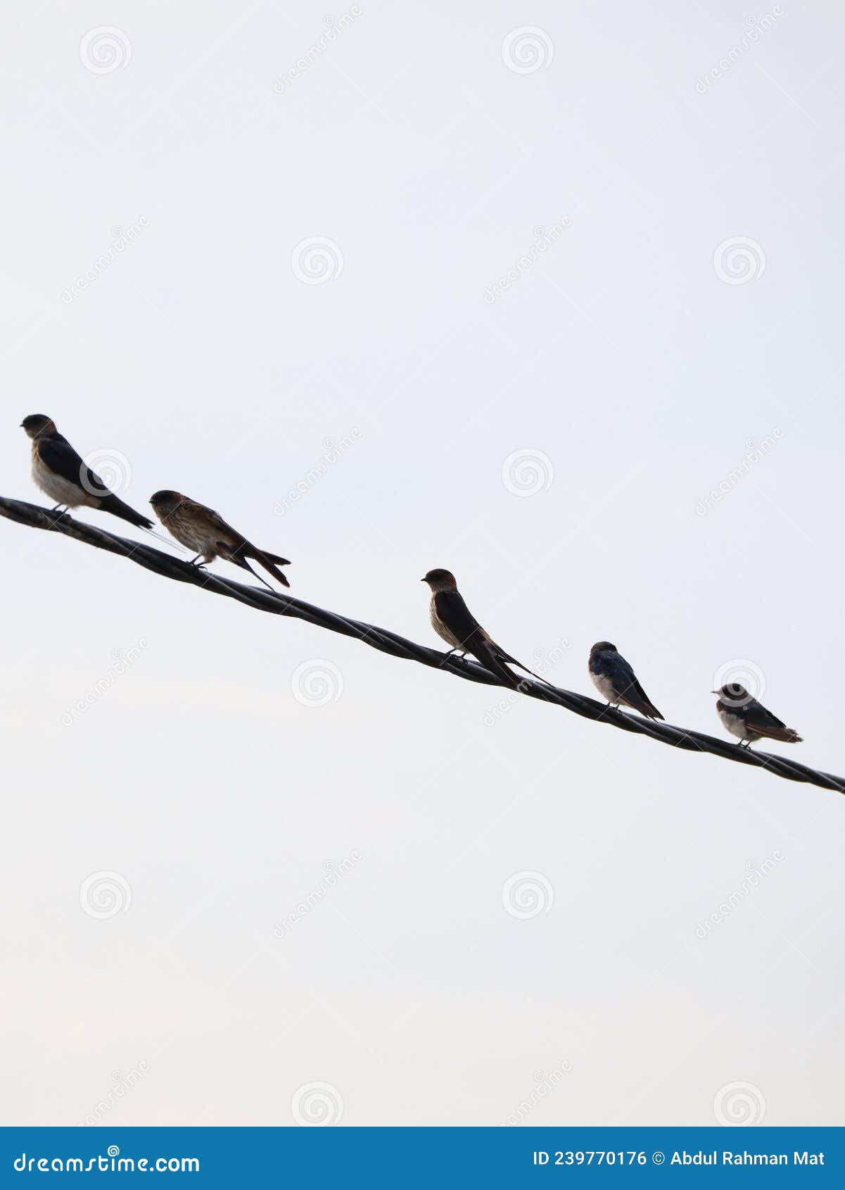 A Flock of Sparrow Bird on Electrical Wire Stock Photo - Image of line ...