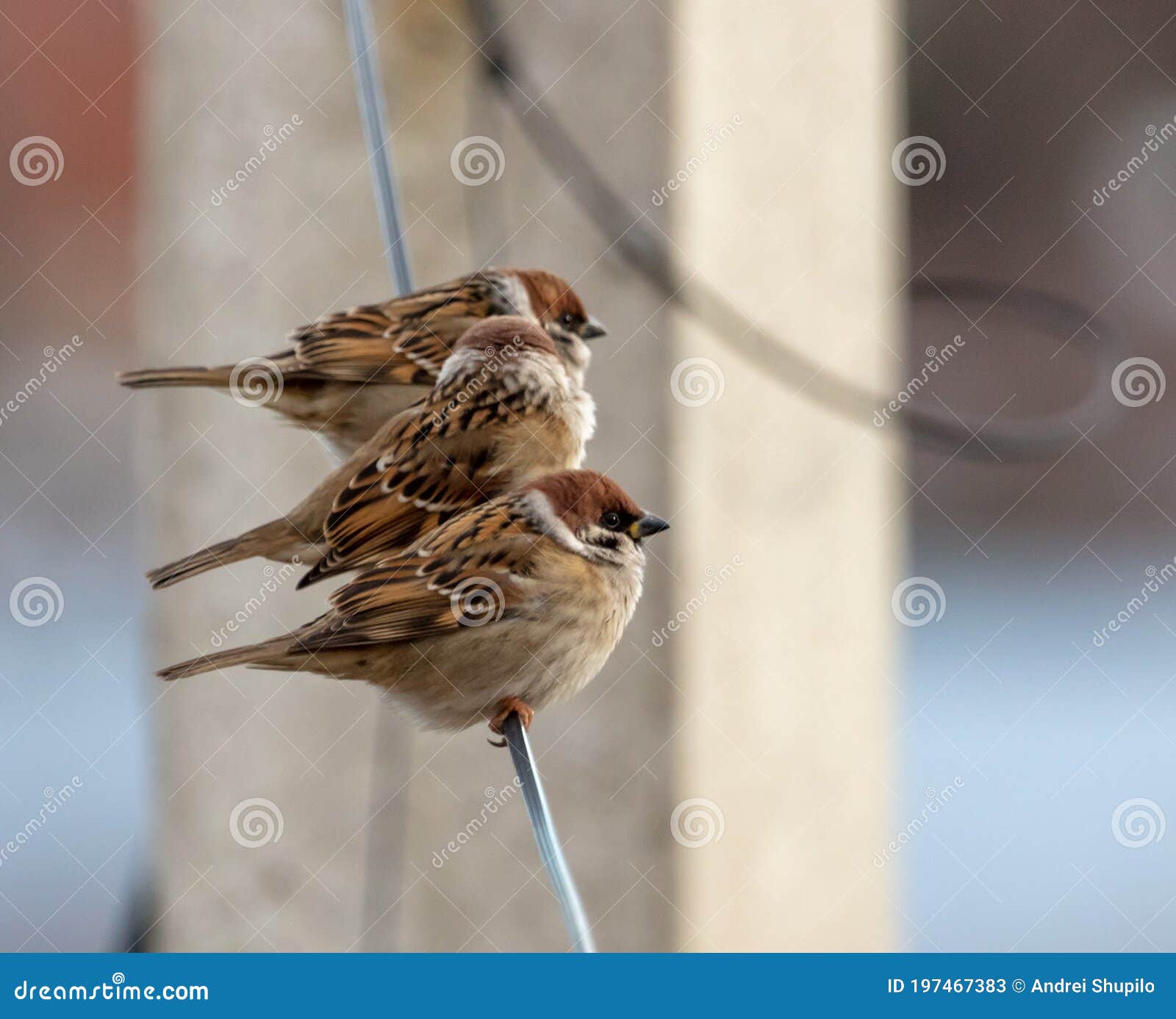 A Flock of Sparrows on Electrical Wires Stock Image - Image of rest ...