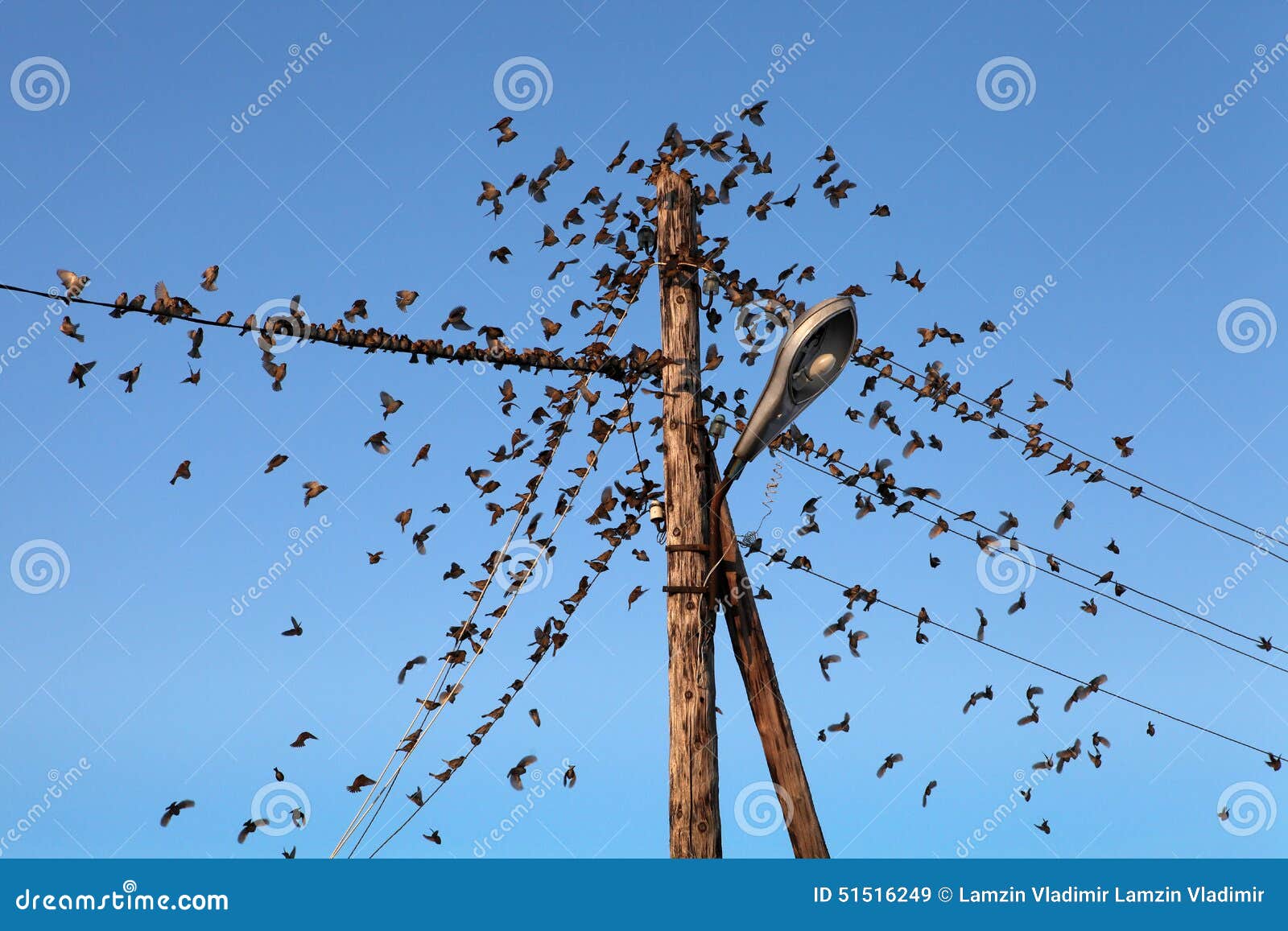 A Flock of Sparrows on the Power Line. Stock Image - Image of light ...