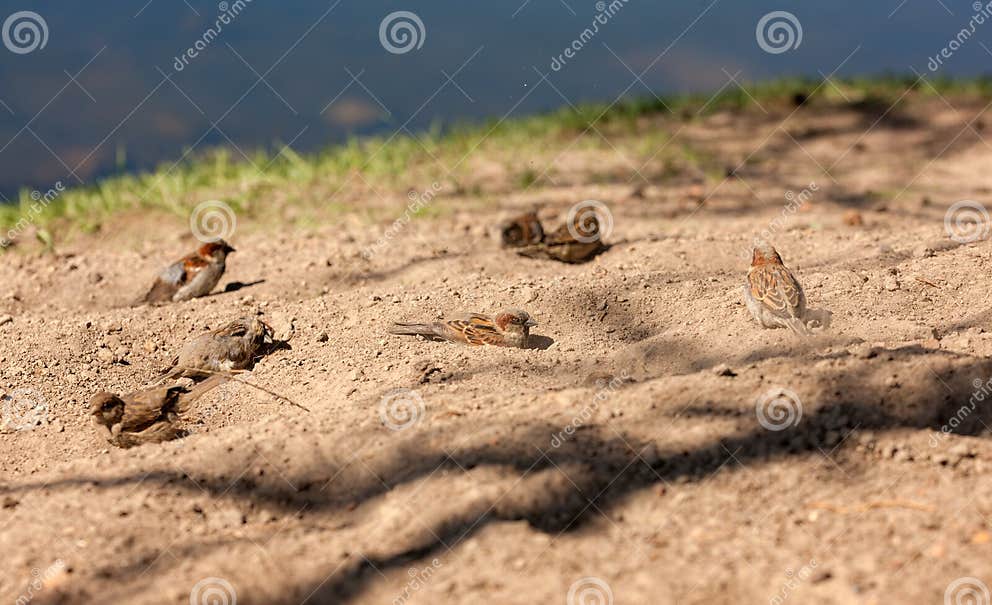 Flock of sparrows stock photo. Image of beak, animal - 233618584