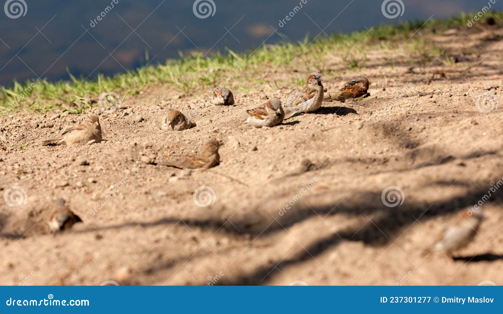 Flock of sparrows stock image. Image of ornithology - 237301277