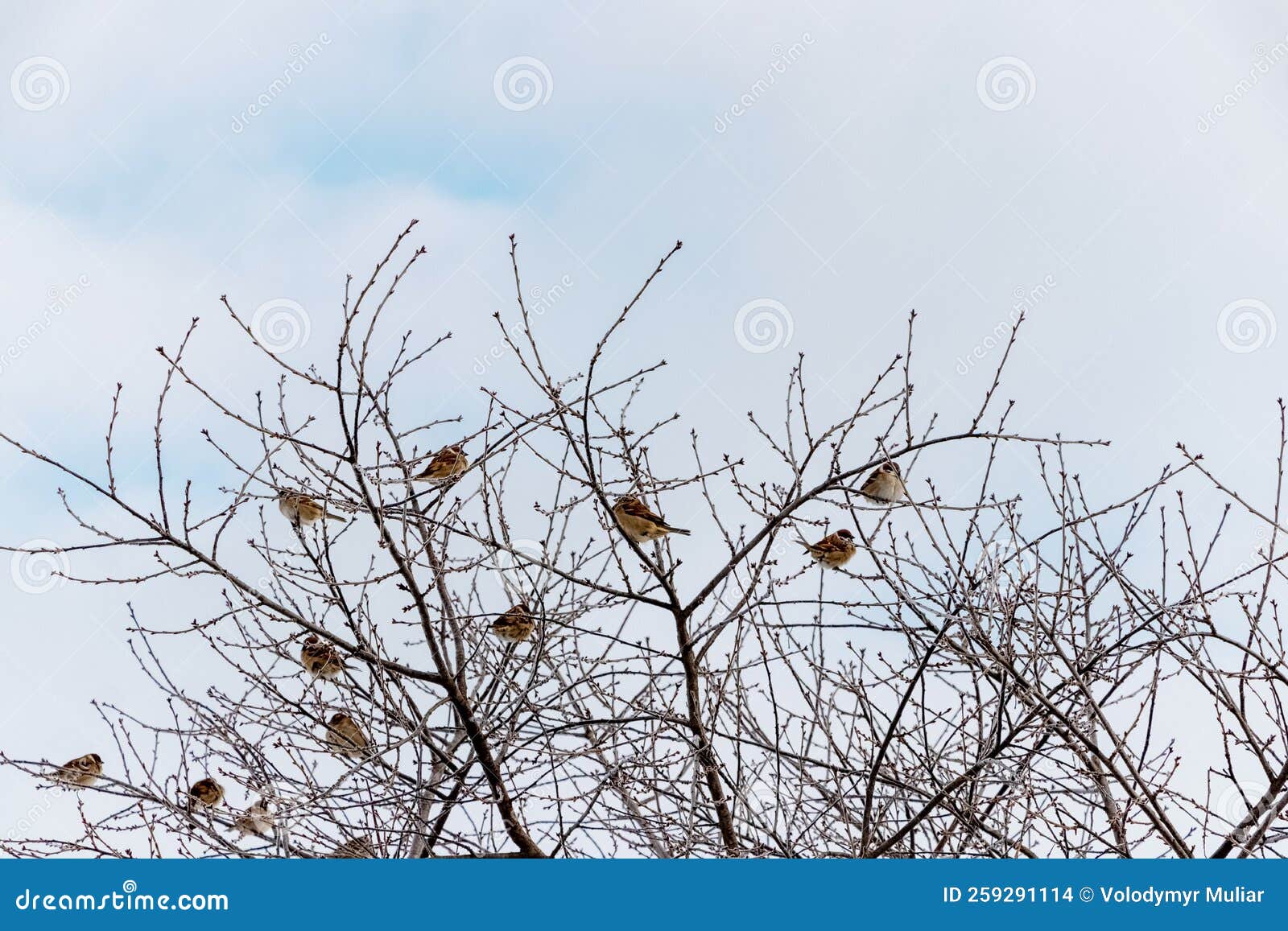 A Flock of Sparrows Sits on Dry Branches of a Tree in Winter in Severe ...