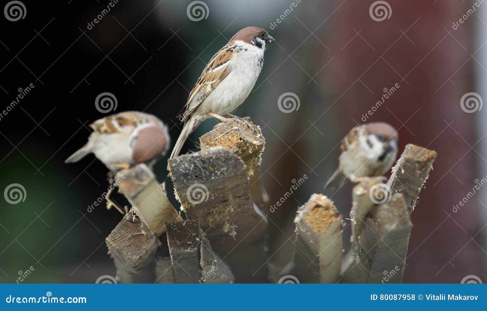 Flock Sparrows Sitting Stick Stock Photos - Free & Royalty-Free Stock ...