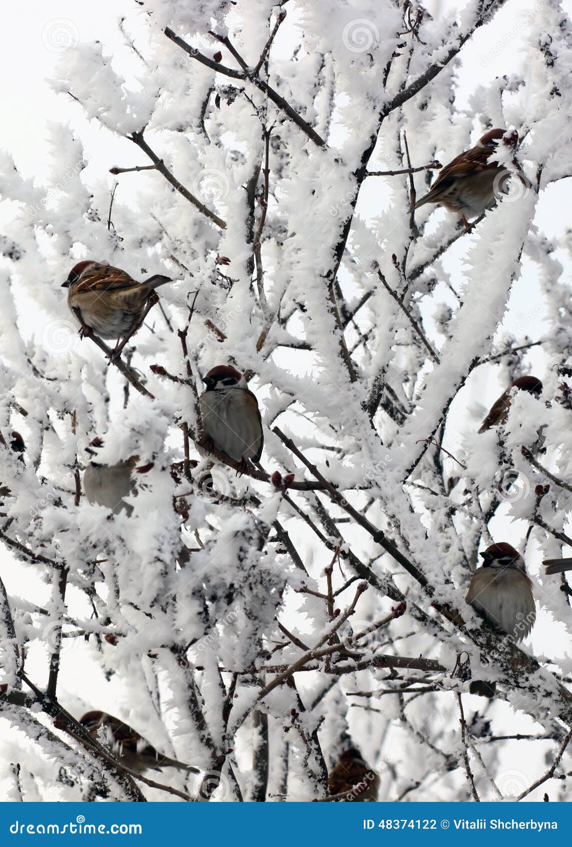 Flock of Sparrows in Winter Stock Photo - Image of bare, flock: 48374122