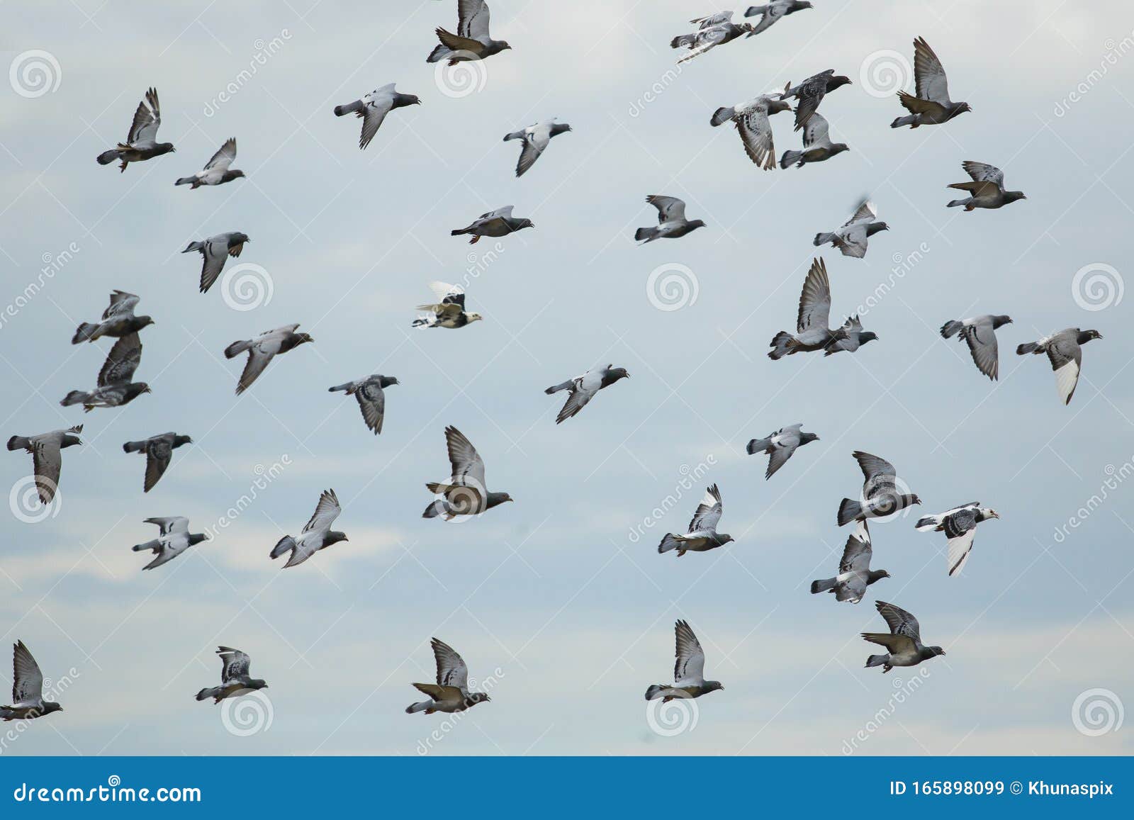 156 Speed Racing Pigeons Photos - Free & Royalty-Free Stock Photos from ...