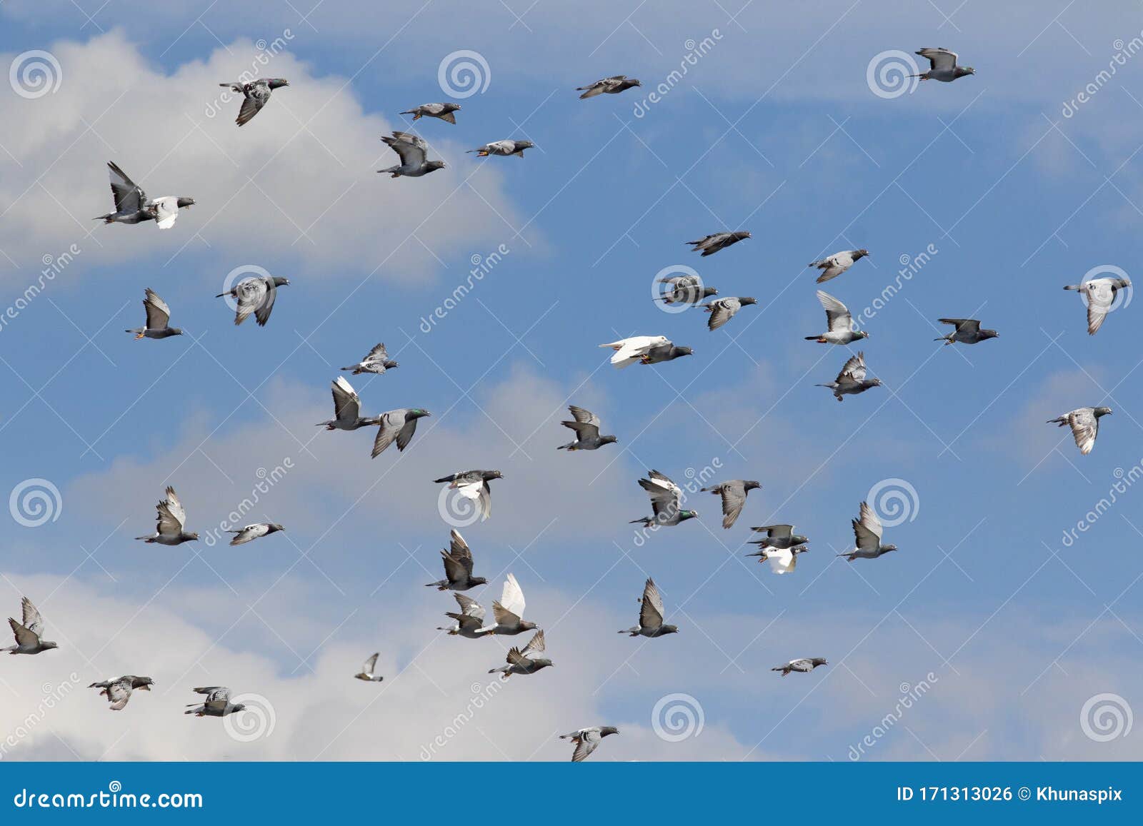 Flock Of Speed Racing Pigeon Flying Against Beautiful Clear Blue Sky ...