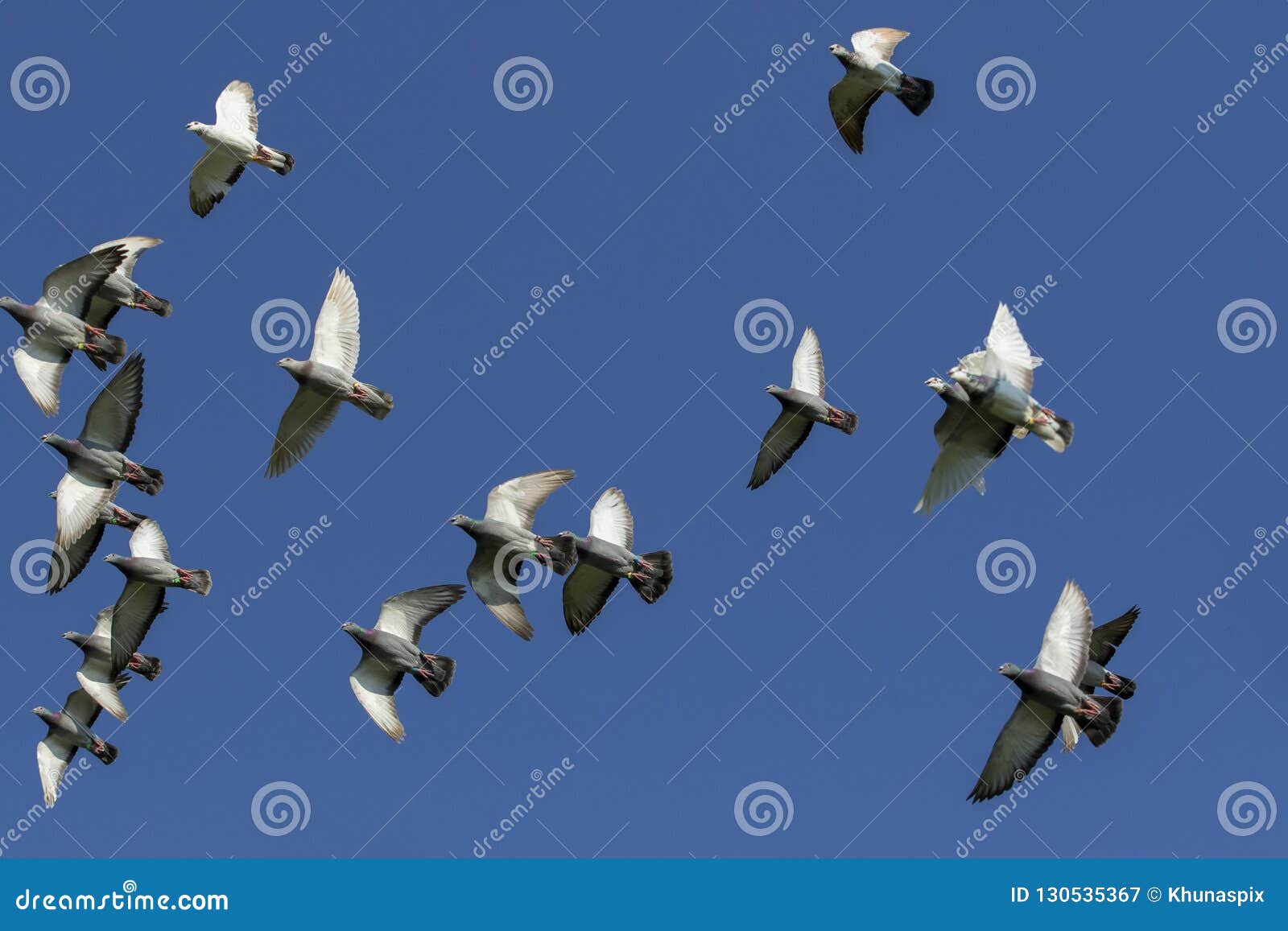 Flock of Speed Racing Pigeon Flying Against Clear Blue Sky Stock Image ...