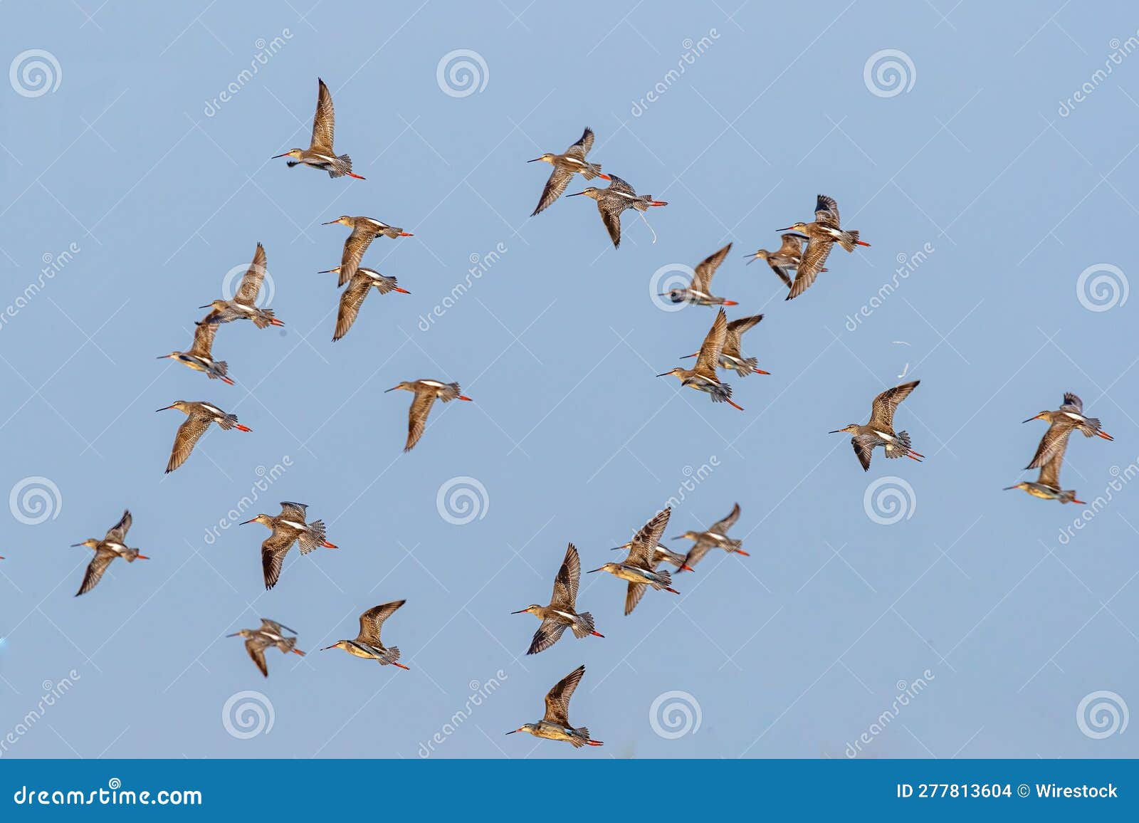 Flock of Spotted Redshank in Flight Stock Photo - Image of birds ...