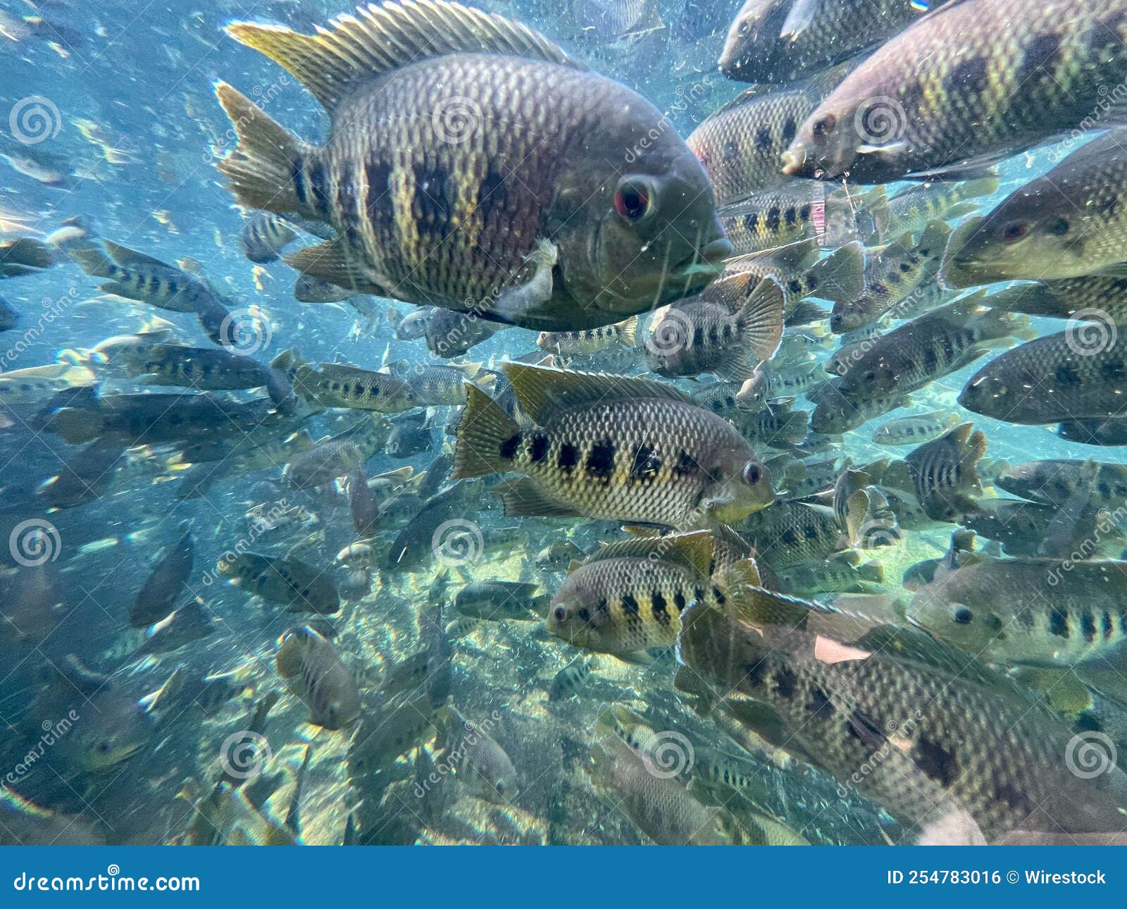 Flock of Spotted Tilapia Fish in the Tranquil Underwater Stock Photo ...