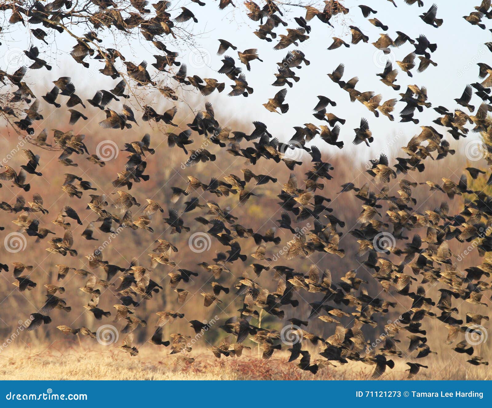 Flock of Spring Birds in Flight Stock Image - Image of natural ...