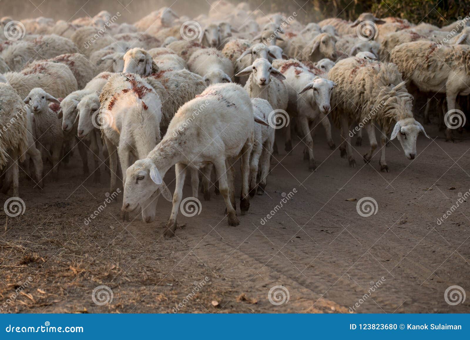 Flock of Staring Sheep stock photo. Image of light, flock - 123823680