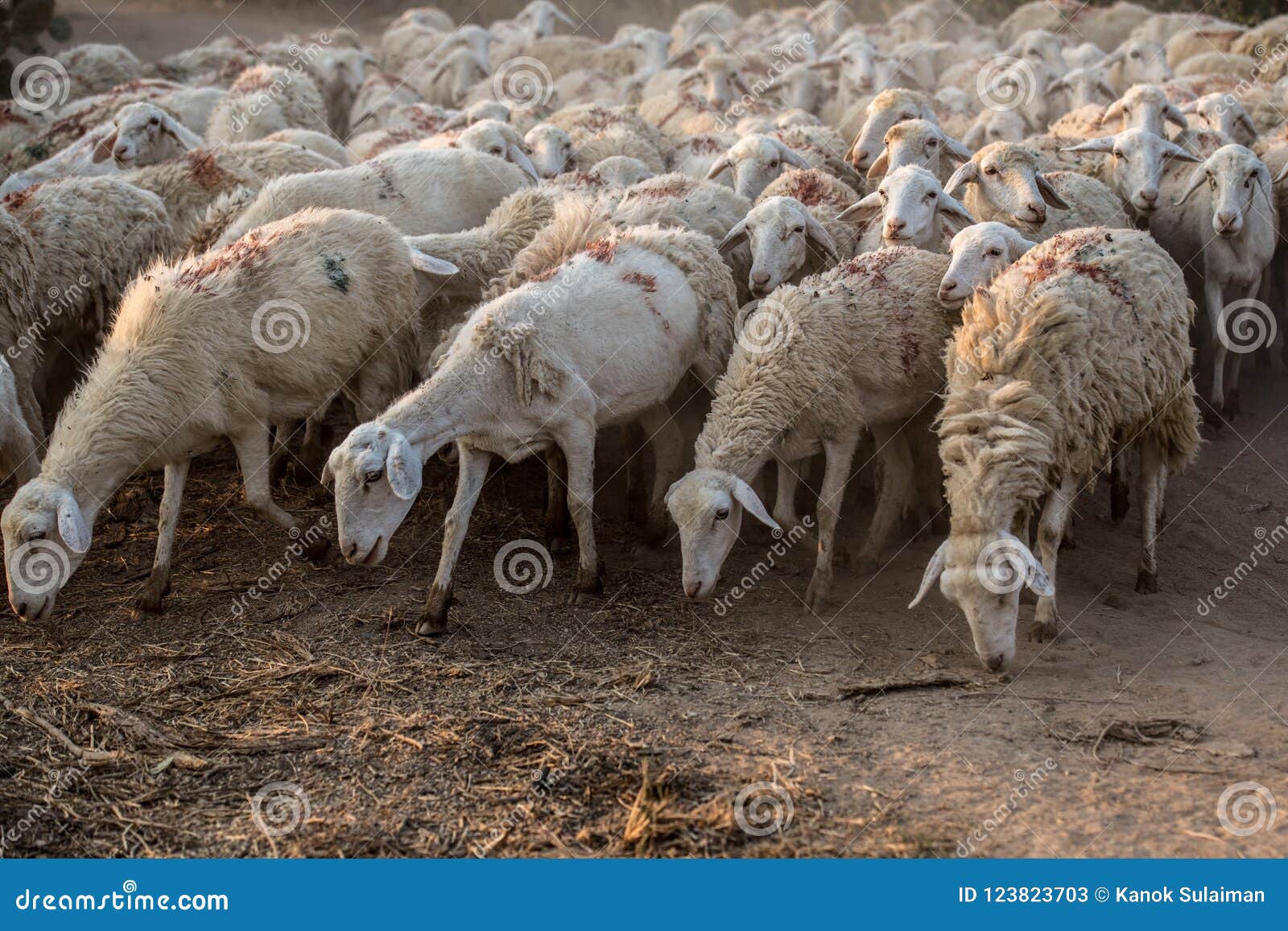 Flock of Staring Sheep stock image. Image of farm, flock - 123823703