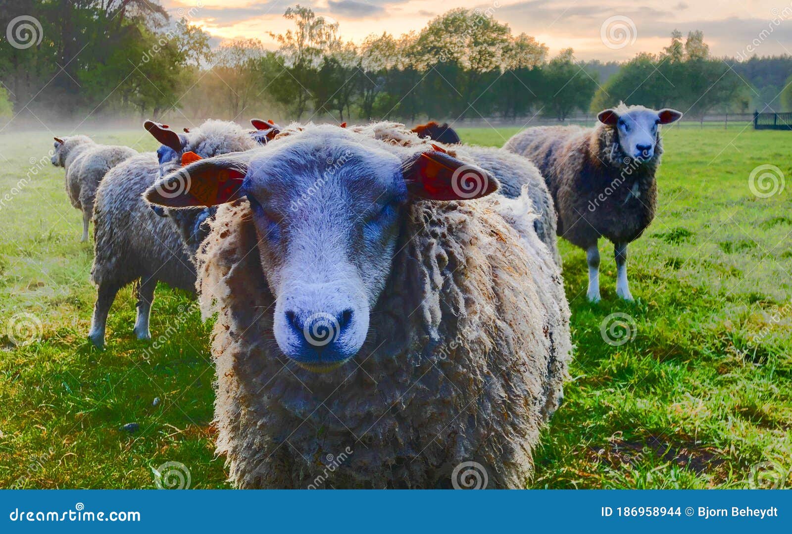 Flock of staring sheep stock photo. Image of mammal - 186958944