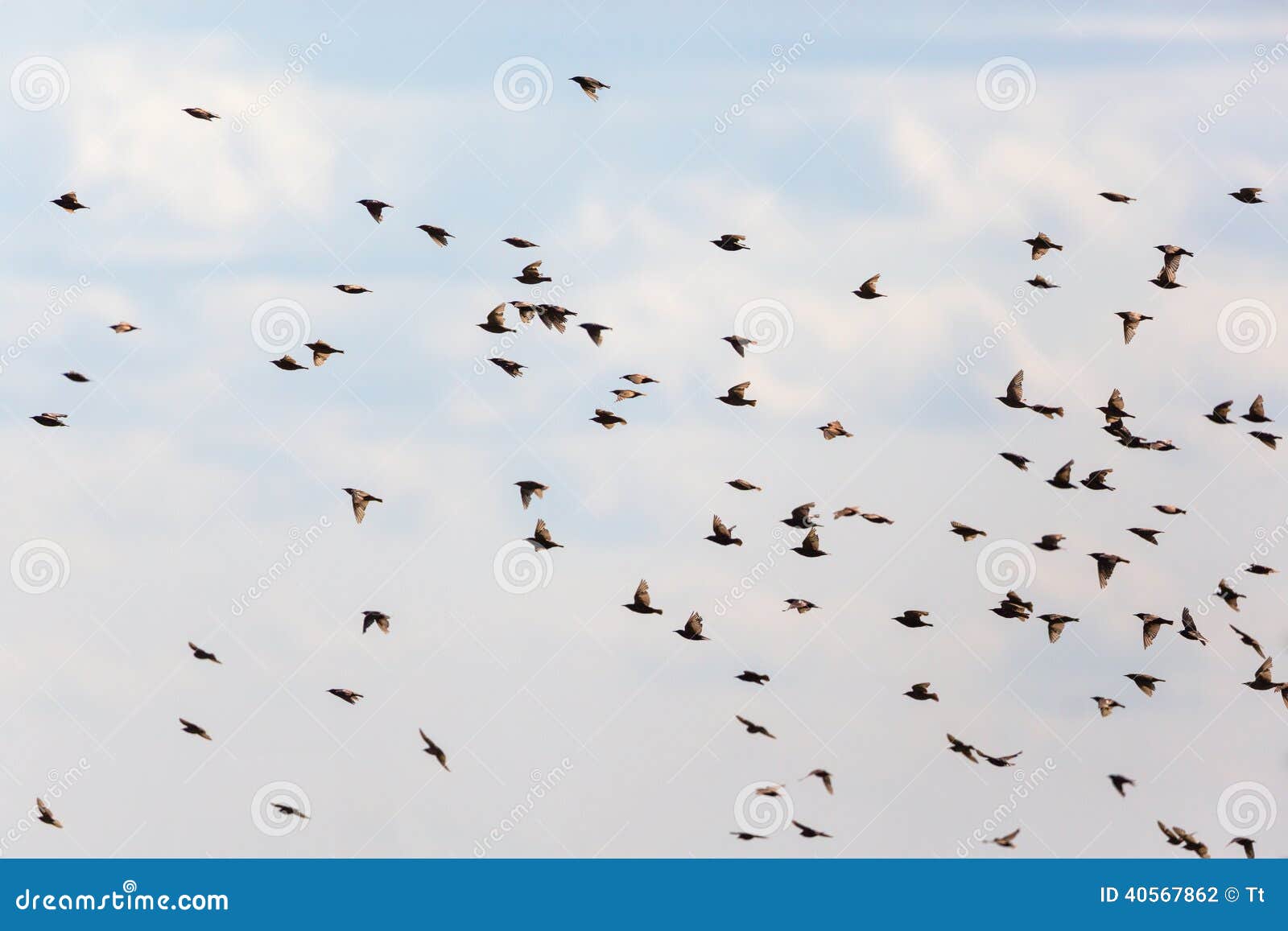 Starling flocks flying - lokasinrap