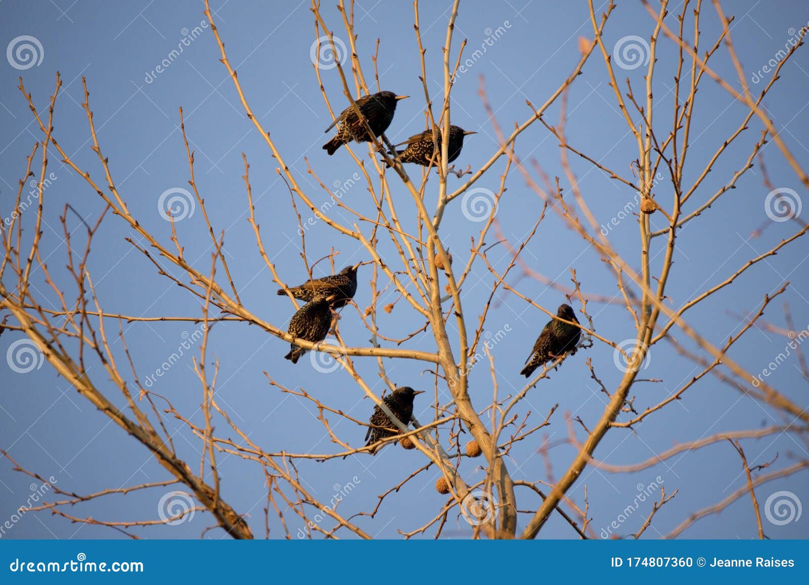 A Flock of Starlings during Spring Migration Roosting in a Tree Stock ...