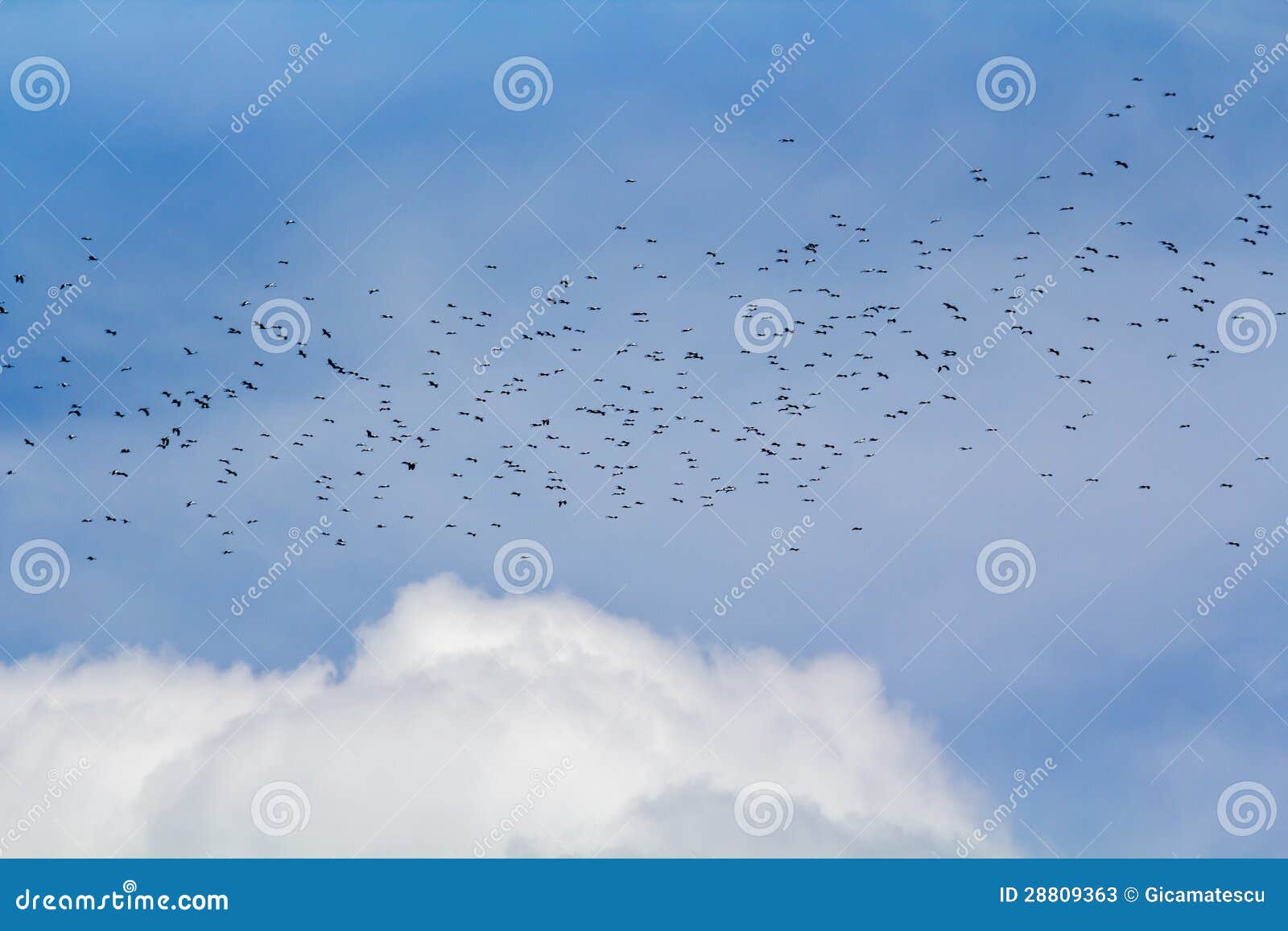 Flock of storks stock image. Image of fauna, delta, lots - 28809363