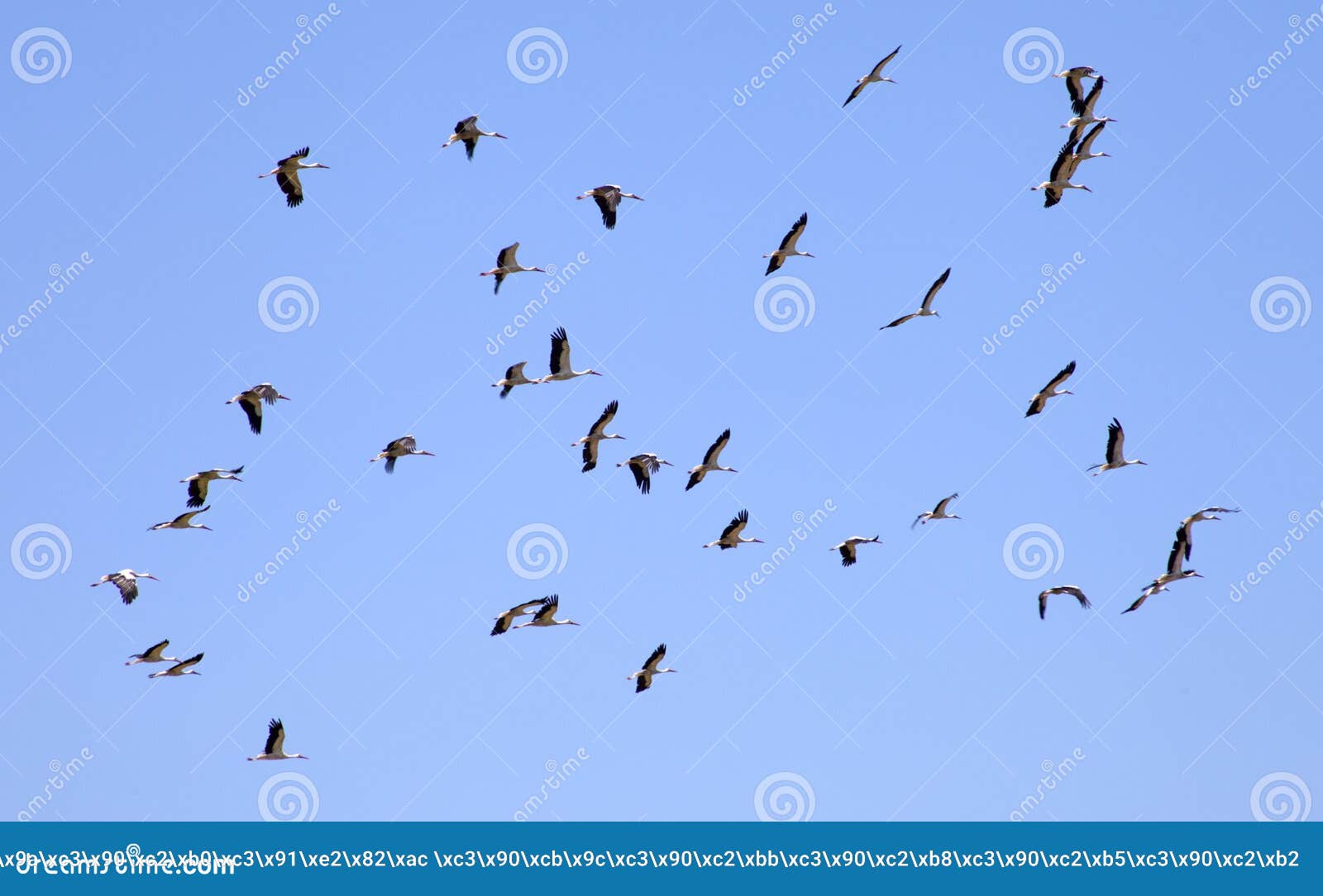 A flock of storks f stock image. Image of branch, birds - 86152687