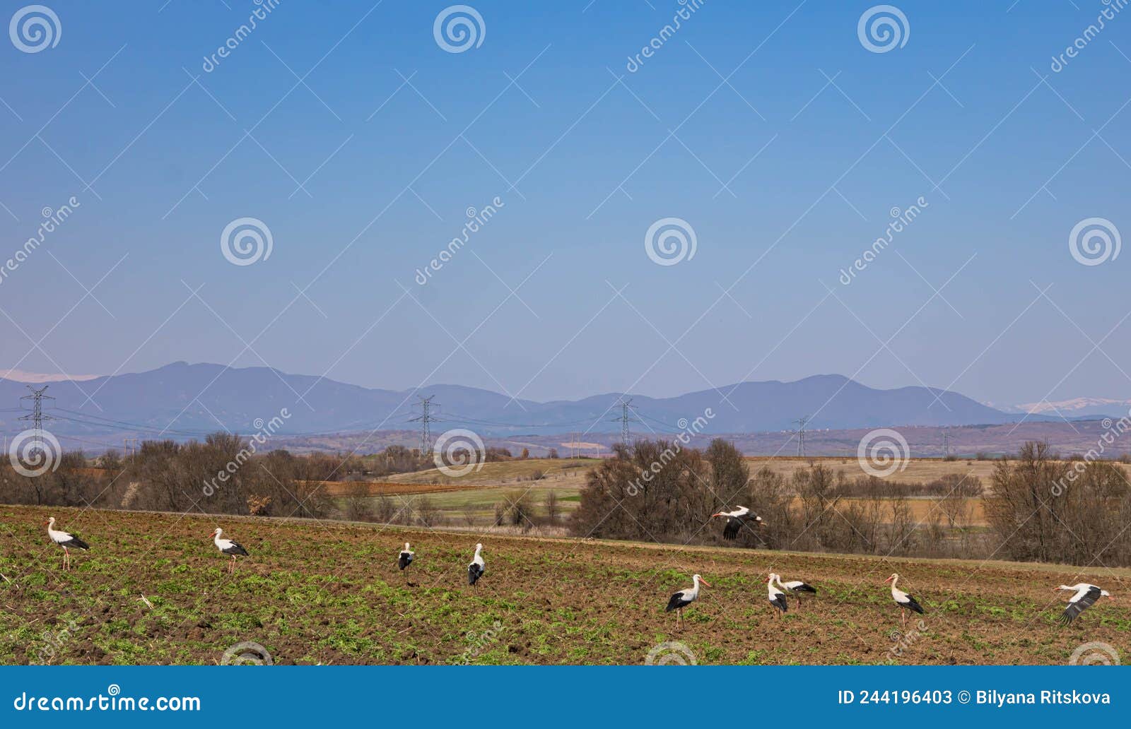 A Flock of Storks in the Field are Looking for Food. Stock Image ...