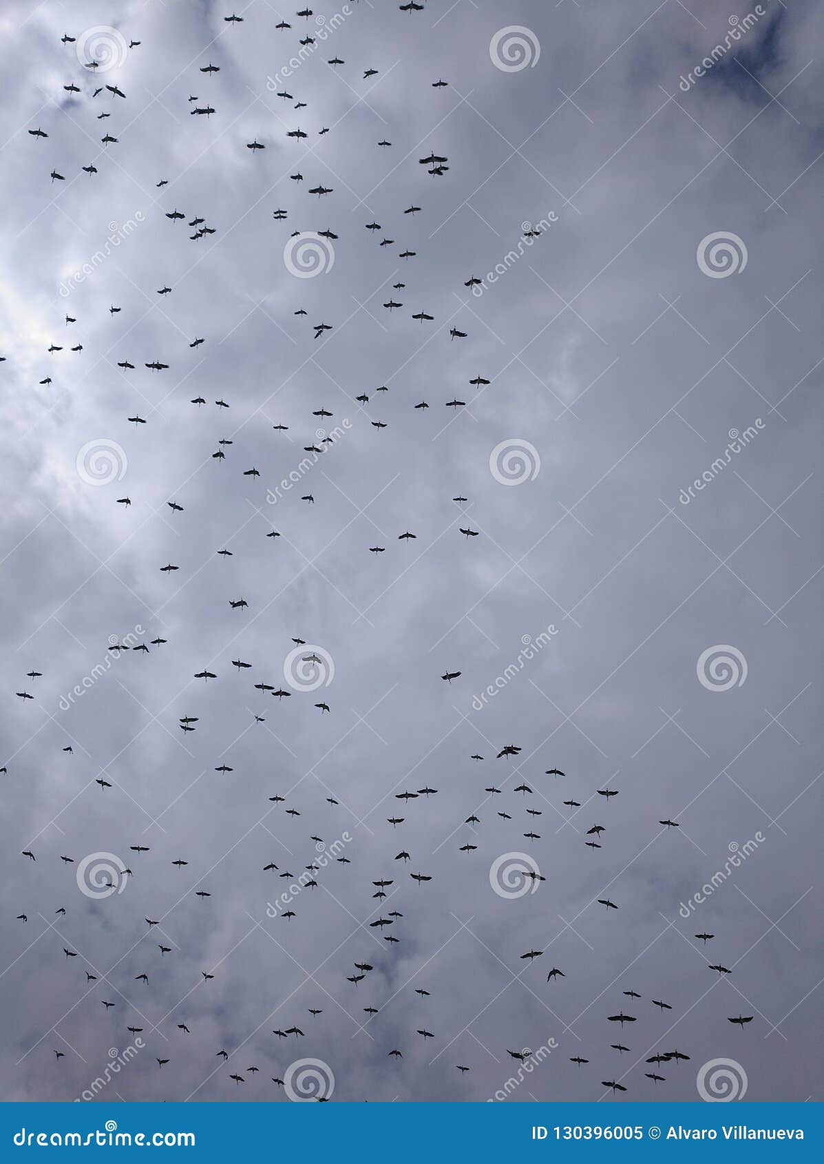 Flock of storks flying stock image. Image of grey, trip - 130396005