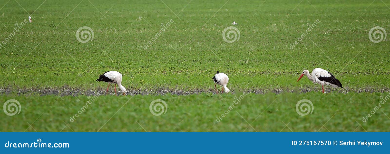 Storks Feed in a Clearing Near the Forest Stock Photo - Image of feed ...