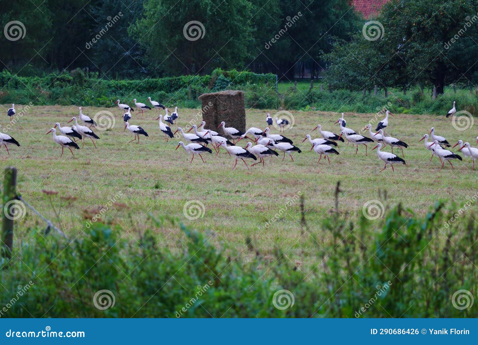 Flock of Storks on Resting and Foraging on a Freshly Mowed Meadow Stock ...