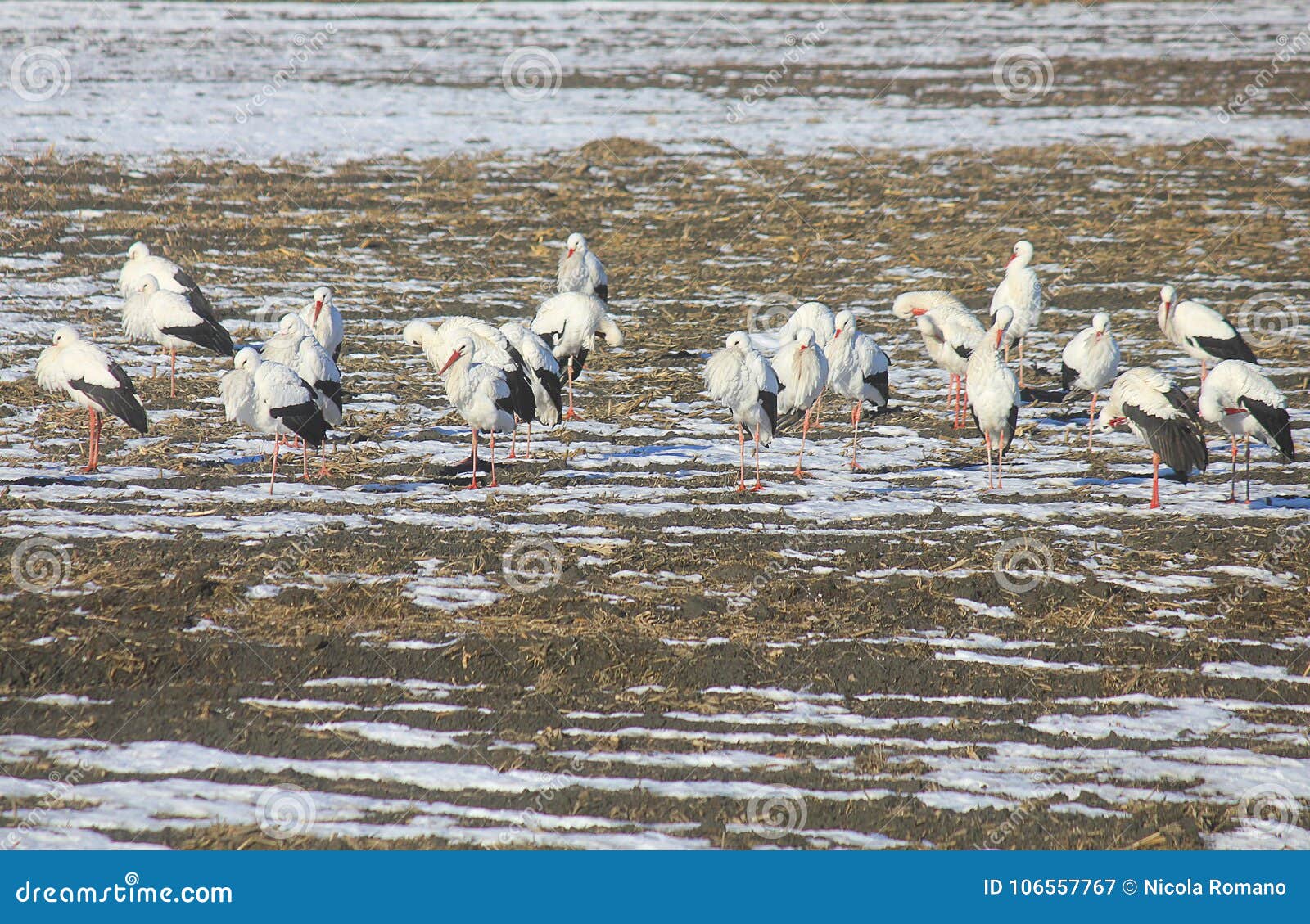 Flock of Storks in the Snow Stock Image - Image of bird, nature: 106557767