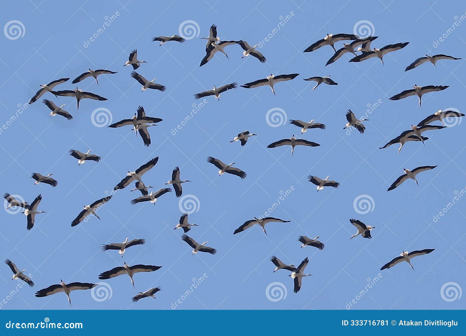 Flock of Storks Soaring in Clear Blue Sky Stock Image - Image of ...