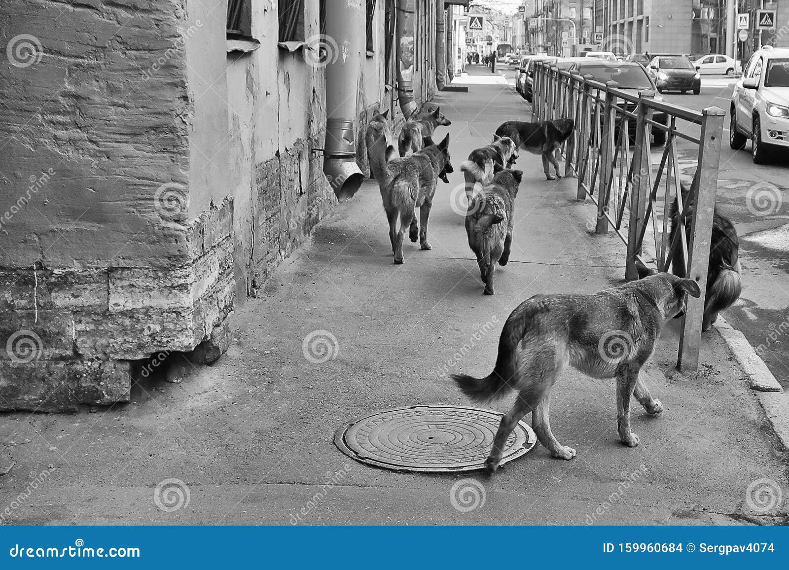 Flock of Stray Dogs without Collars Stock Photo - Image of famous ...