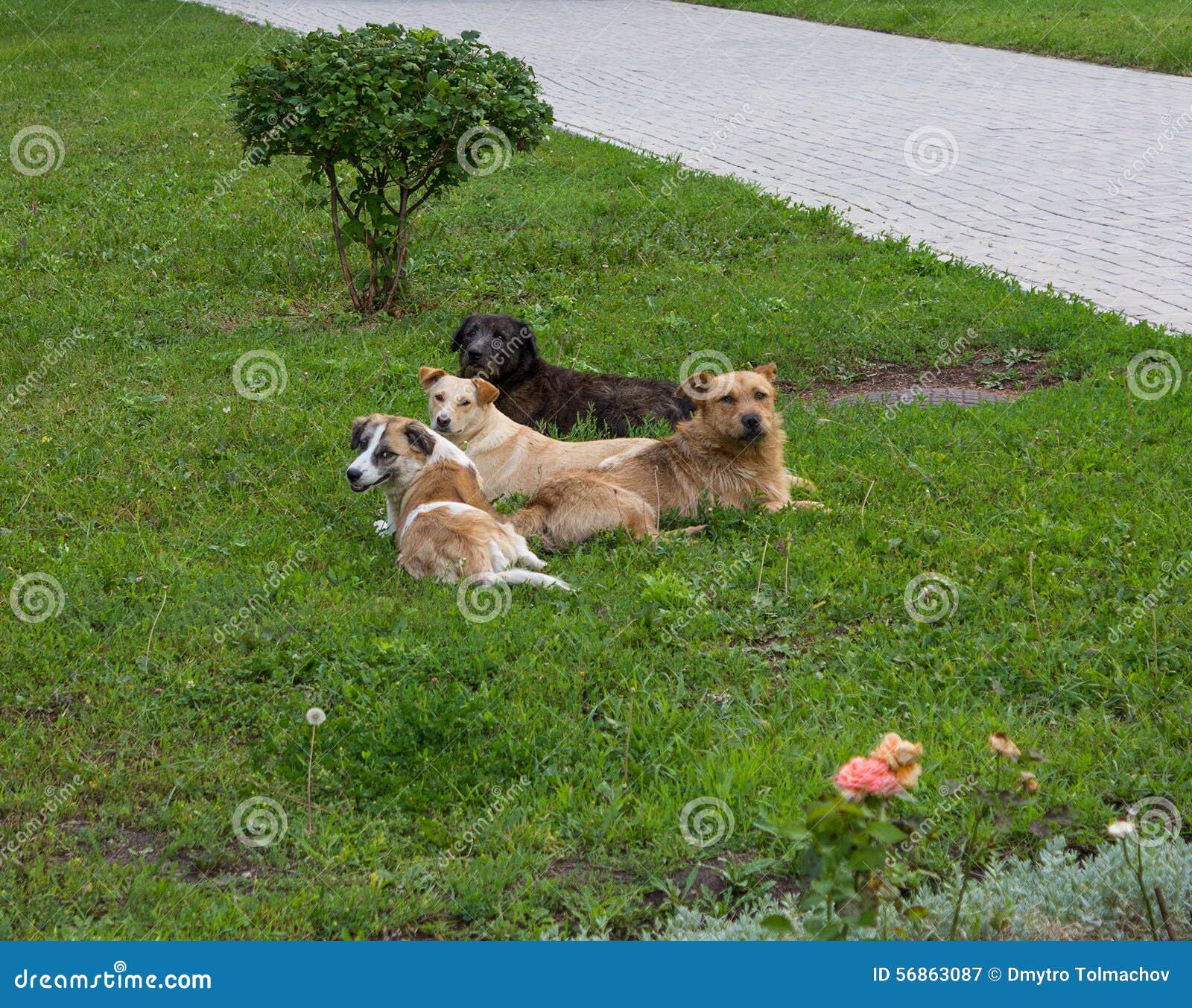 Flock of Stray Dogs on the Grass Stock Image - Image of hound, grass ...