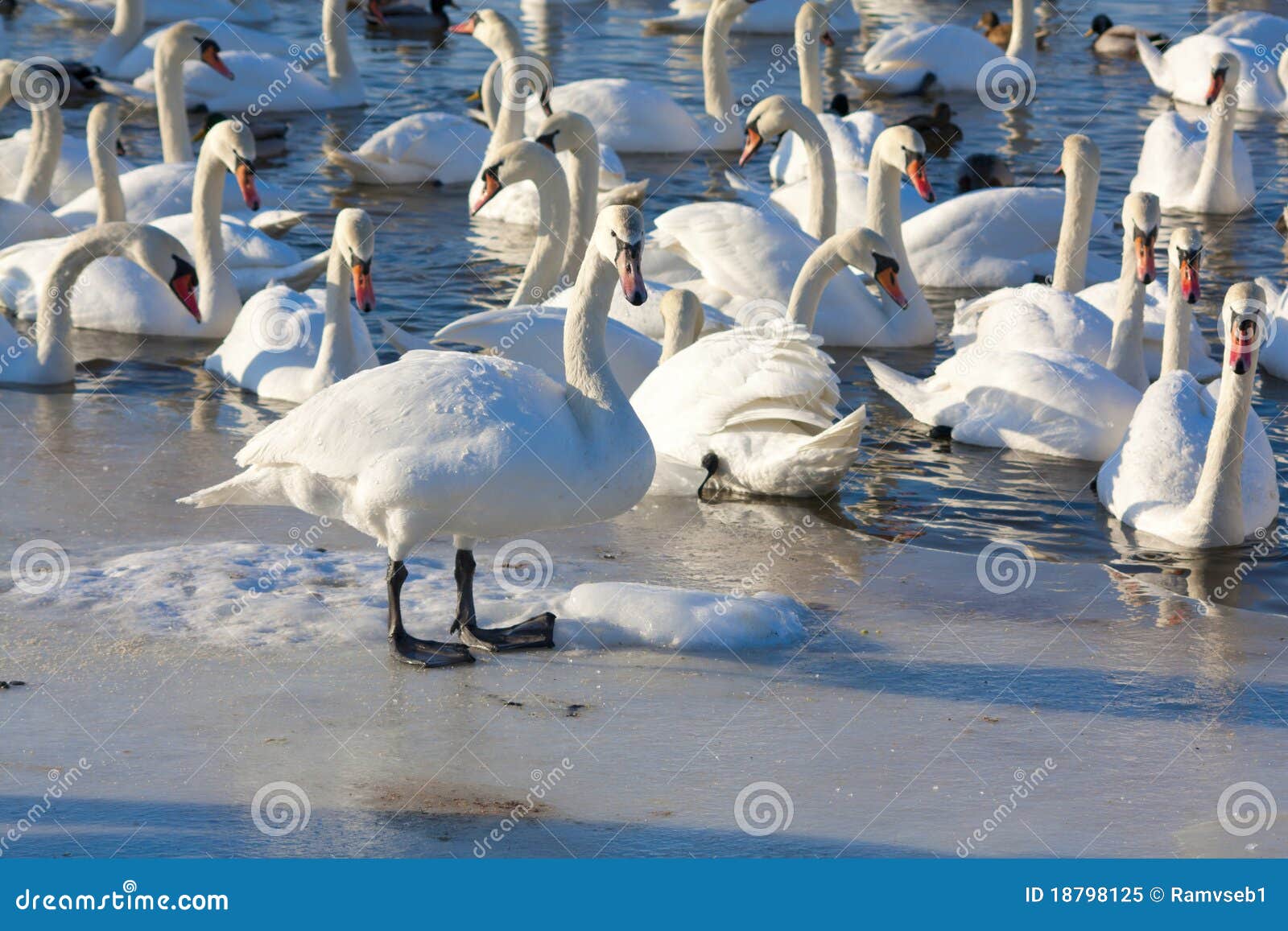 A flock of swans stock image. Image of flock, reflection - 18798125