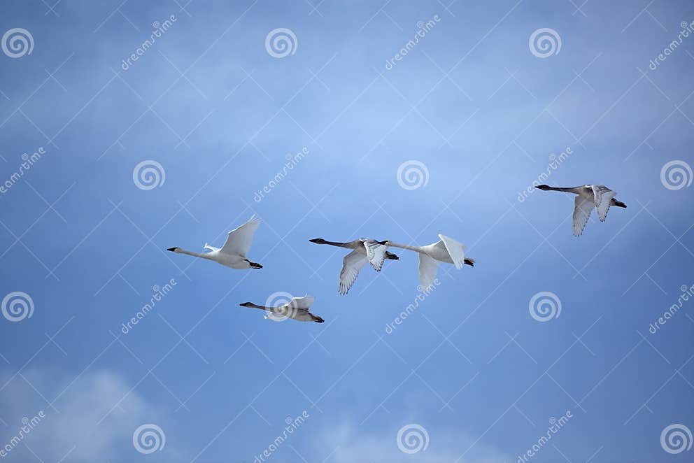 Flock of Swans Flying in Formation Stock Photo - Image of beaks ...
